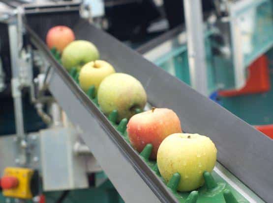 Bande transporteuse fruits et légumes - Maas bandes et courroies